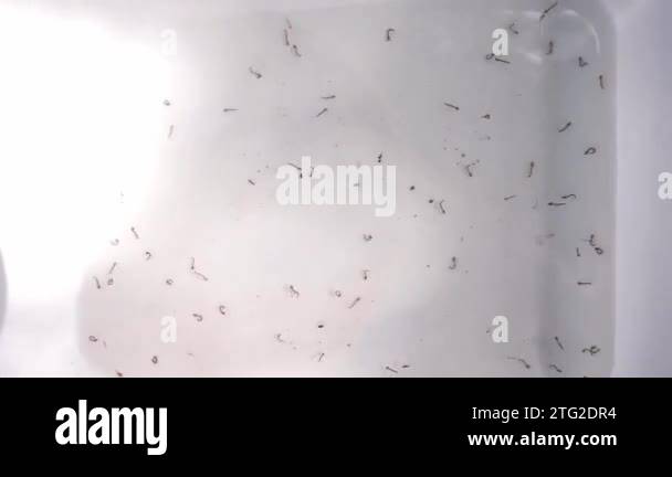 Aedes aegypti mosquito larvae transmitter of dengue swimming in a ...