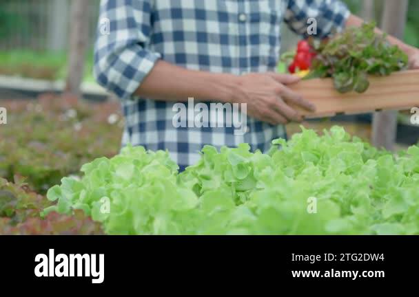 Organic farming, salad farm. Farmers harvest salad vegetables into ...
