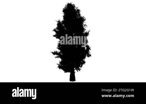 Elongated tree Stock Videos & Footage - HD and 4K Video Clips - Alamy