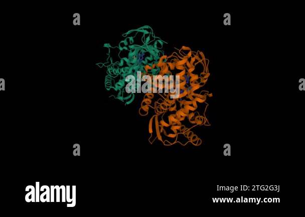Crystal structure of human CYP7A1 dimer. Animated 3D cartoon and ...