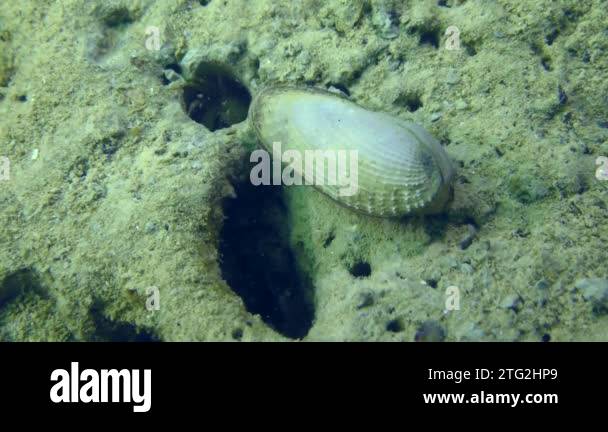 Bivalve mollusc shell Stock Videos & Footage - HD and 4K Video Clips ...