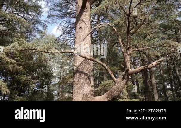 Beautiful tall Atlas cedar tree in a forest, Azrou, Morocco. The wood ...