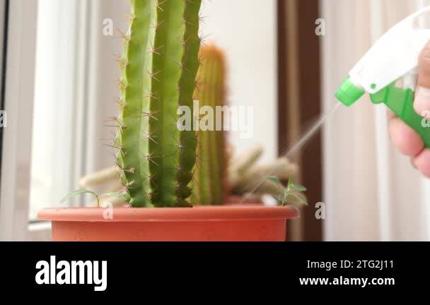 Cactus houseplants Stock Videos & Footage - HD and 4K Video Clips - Alamy