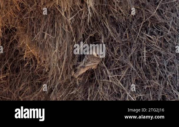 Sociable Weaver, or Philetairus socius, building a large compound ...