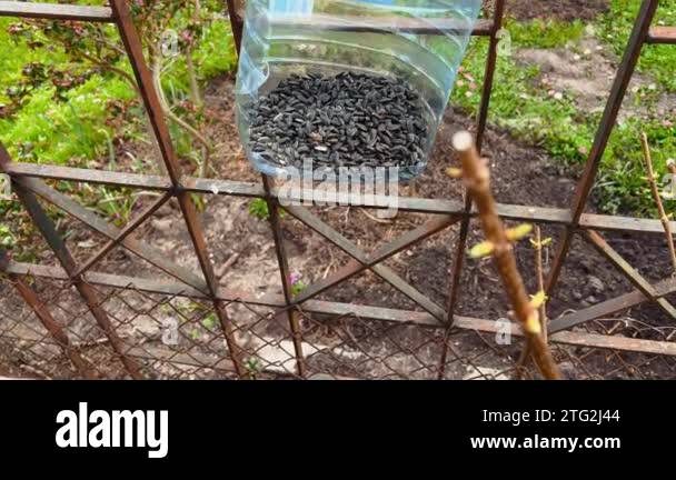 Village helper Stock Videos & Footage - HD and 4K Video Clips - Alamy