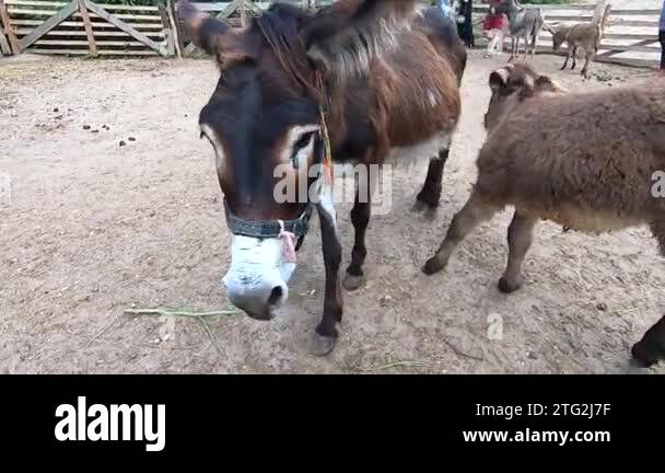 Donkey colt Stock Videos & Footage - HD and 4K Video Clips - Alamy