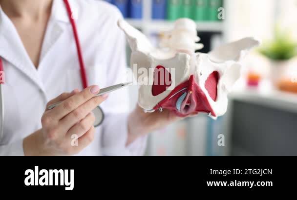 Doctor holds model of pelvic bone. Effective treatment of chronic ...