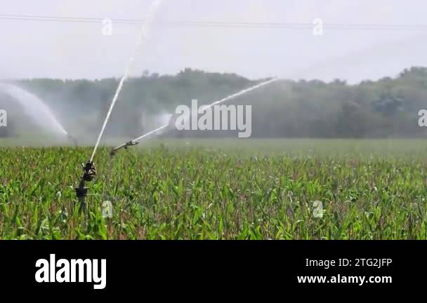 Rain Gun Irrigation System Watering Crops On Agricultural Field. High ...