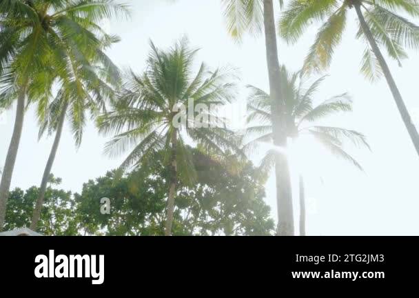 View of coconut palm trees against sky near beach on the tropical ...