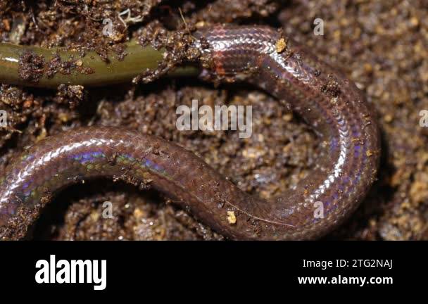 Asian pipe snakes Stock Videos & Footage - HD and 4K Video Clips - Alamy