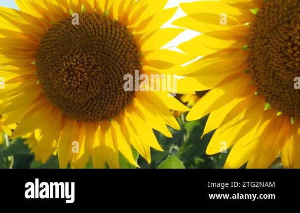 4k sunflower field. Agriculture. Sunflowers fluttering in the wind ...