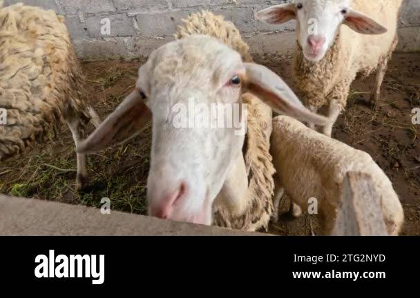 Goats that are traditionally kept in simple cages, their fur is ...