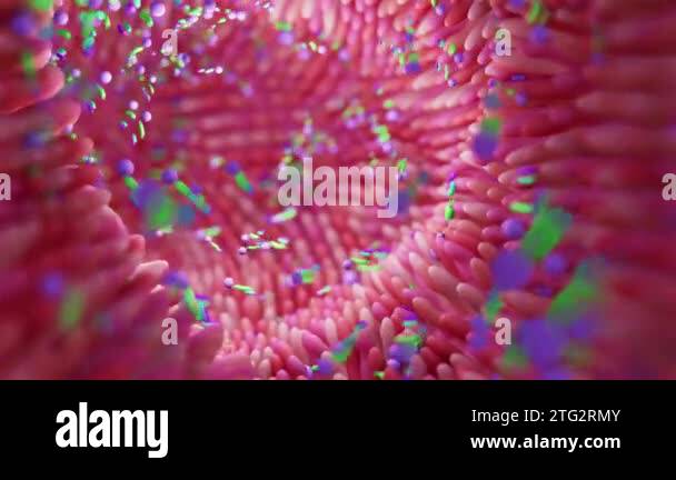 Microbiome intestine factories and microbiota. Gut health 3d render ...