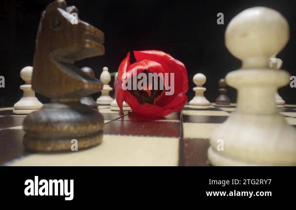 Chess board flower Stock Videos & Footage - HD and 4K Video Clips - Alamy