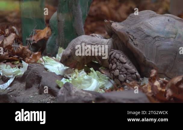 The big turtle eats cabbage and lettuce. Food and nutrition of land ...