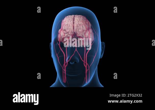 This 3d animation shows the cerebral arteries Stock Video Footage - Alamy