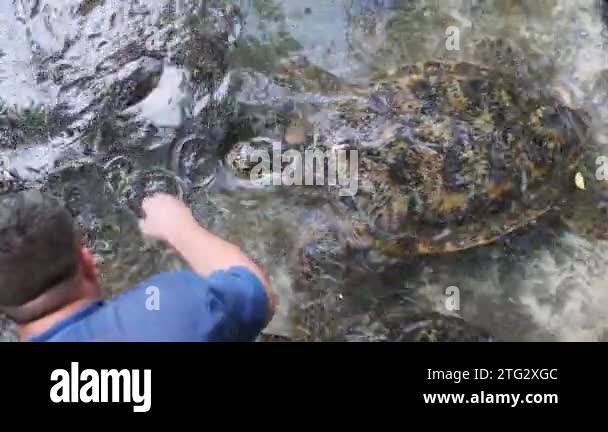 People Algae Feeding Giant Sea Turtles in Baraka Natural Aquarium ...