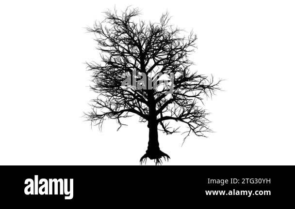 Southern Magnolia Bare Branches Tree Silhouette of Animated Tree is ...