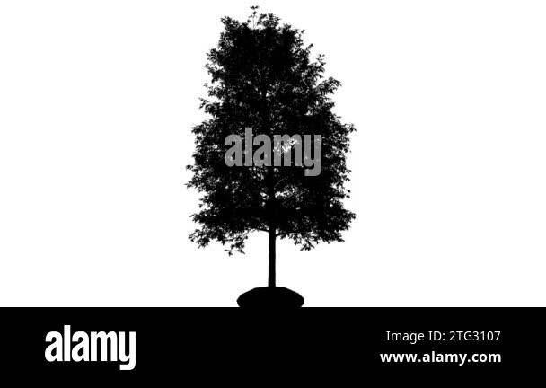 Shingle Oak Silhouette of Animated Tree Thin Trunk is Swaying at the ...