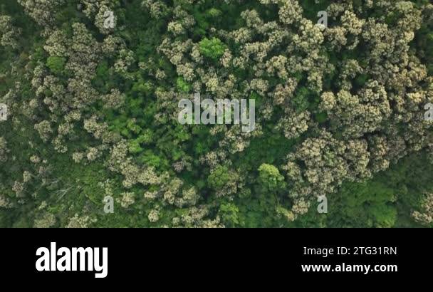 Drone aerial view of green forest with flowering castanopsis fissa ...