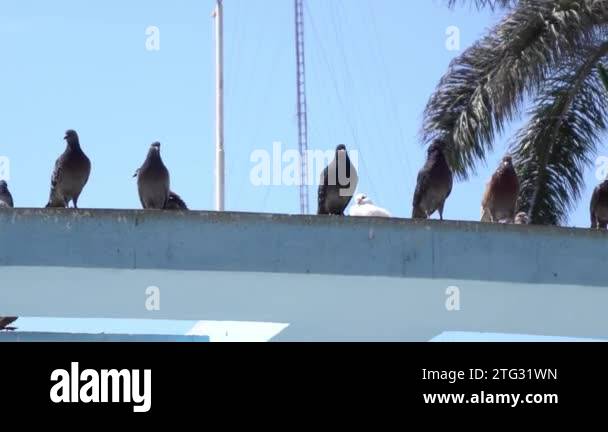 close-up of several pigeons in the plaza of Huacho, lima, peru in the ...