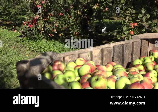 People work in apple tree Stock Videos & Footage - HD and 4K Video ...