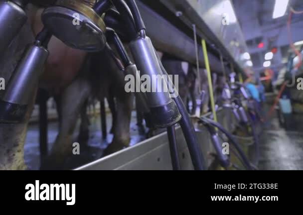 Automatic milking of a cow. Cow during milking at the factory close-up ...