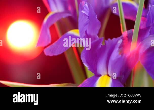 Red back light Stock Videos & Footage - HD and 4K Video Clips - Alamy