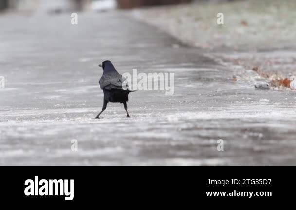 Raven feet Stock Videos & Footage - HD and 4K Video Clips - Alamy