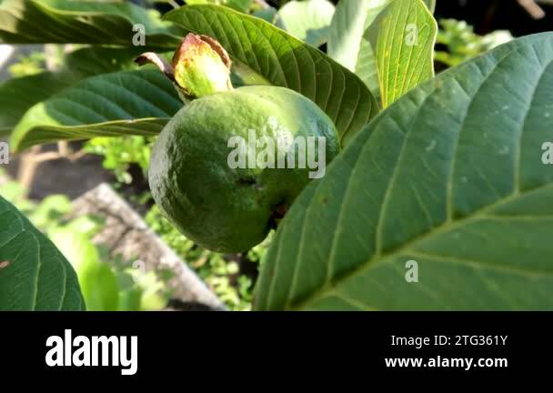Stiff leaf Stock Videos & Footage - HD and 4K Video Clips - Alamy