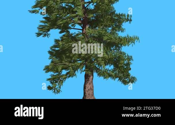 Western red cedar (thuja plicata) leaf Stock Videos & Footage - HD and ...