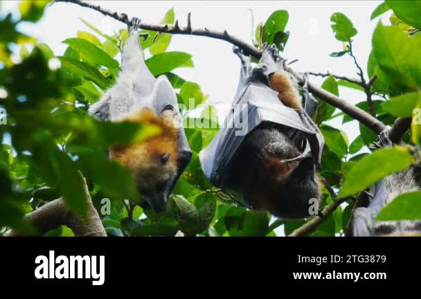 Mother bat baby Stock Videos & Footage - HD and 4K Video Clips - Alamy