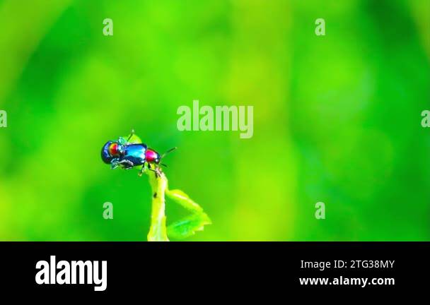 Blur Lady Bug Mating On Top Leaves And Blur Green Background In Summer Focus To Bug And Blur