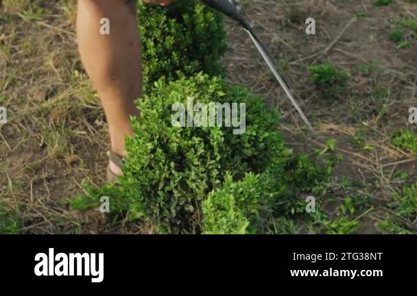 Boxwood hedge design Stock Videos & Footage - HD and 4K Video Clips - Alamy