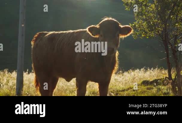 Highland cattle Cow with red hair and without horns standing in a field ...