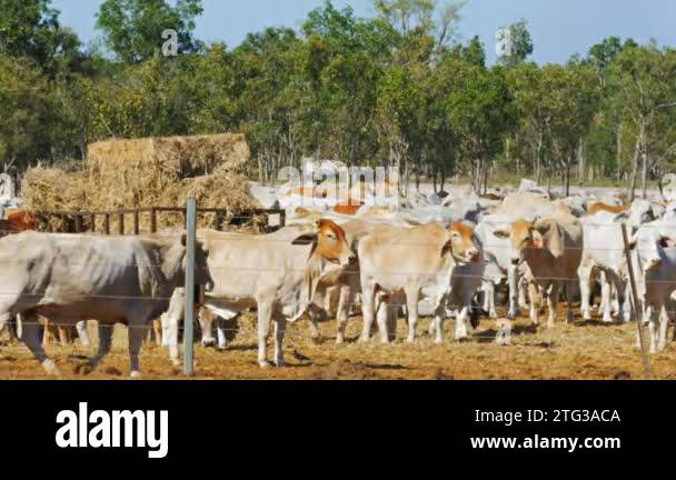 Australian beef cattle Stock Videos & Footage - HD and 4K Video Clips ...