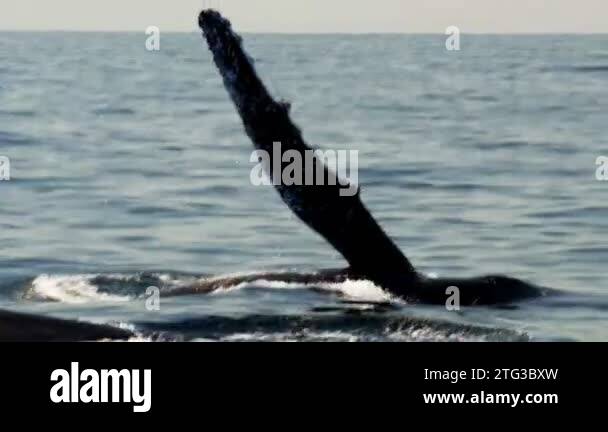 Humpback whale pectoral fin slapping Stock Videos & Footage - HD and 4K ...