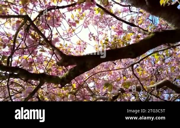 Pink cherry blossom trees in full bloom close up panning underneath the ...
