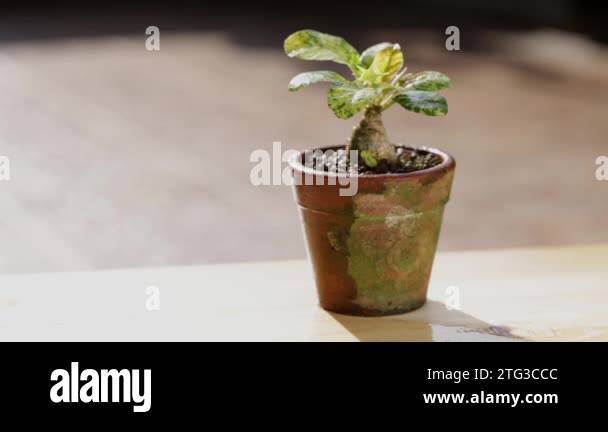 Foliar plant Stock Videos & Footage - HD and 4K Video Clips - Alamy