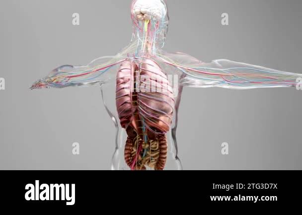 loop animation of Diaphragm Human Respiratory System Anatomy, Medical ...