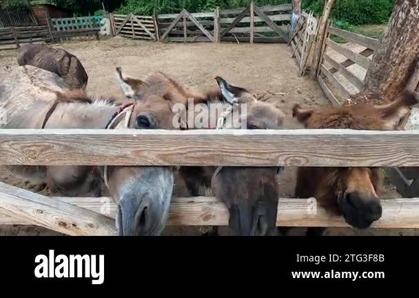 Three muzzles of donkeys peek through a wooden fence at a donkey farm. Girl stroking one of the ...