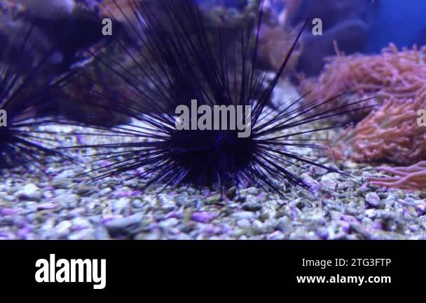 Echinoidea.The sea urchin is lying at the bottom of the aquarium in the ...
