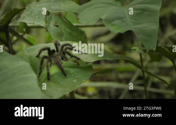 A Tarantula spider rest on a leaf in the Amazon rainforest, Loreto ...