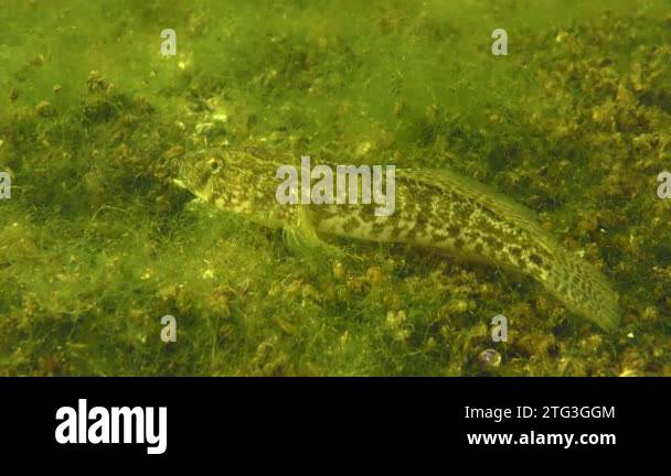 Invasive in some areas Stock Videos & Footage - HD and 4K Video Clips ...