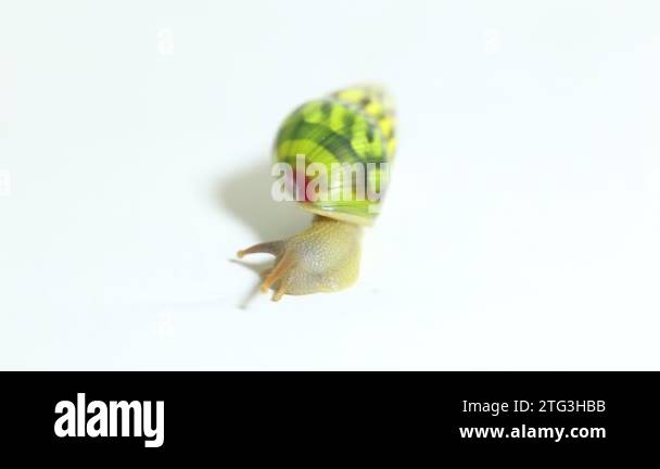 arboreal pulmonate land snail Amphidromus palaceus isolated on white ...