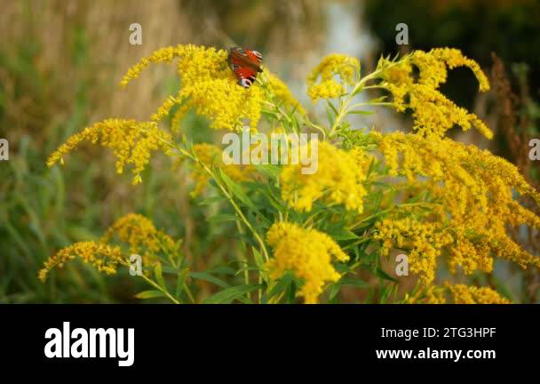 Canada goldenrod Solidago canadensis blossom Canadian yellow plant ...
