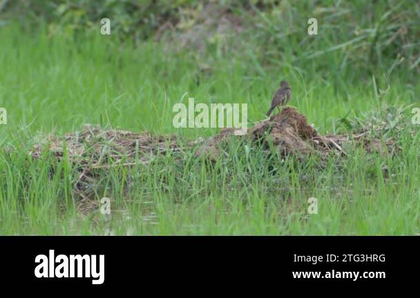female pied bush chat bird standing on the soil pile in the rice field ...