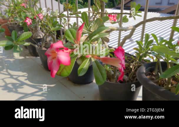 Rows of pink flowering adenium flowers planted in pots, as a decoration ...