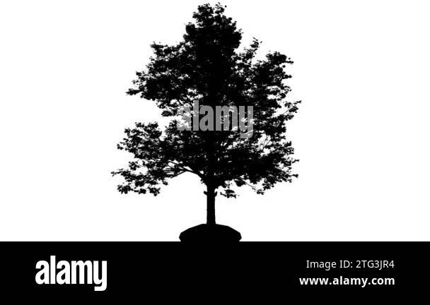 Maple silhouette Stock Videos & Footage - HD and 4K Video Clips - Alamy