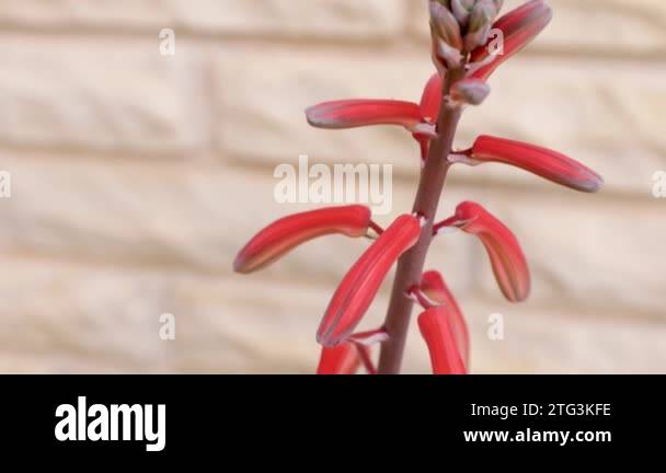 Aloe aloe variegata Stock Videos & Footage - HD and 4K Video Clips - Alamy